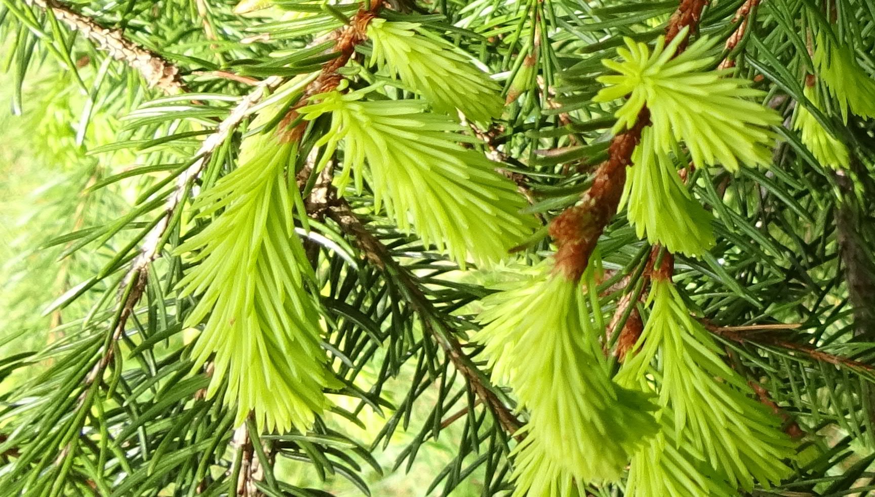 Eetbare spar - Northern Pioneers